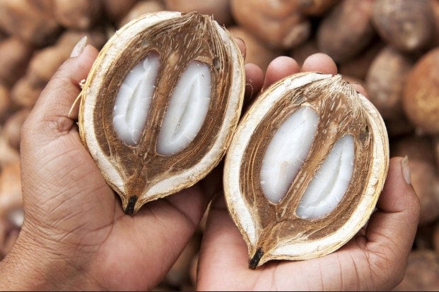 ORGANIC SOUTH AMERICAN BABASSU OIL - 4oz | Samba Tree